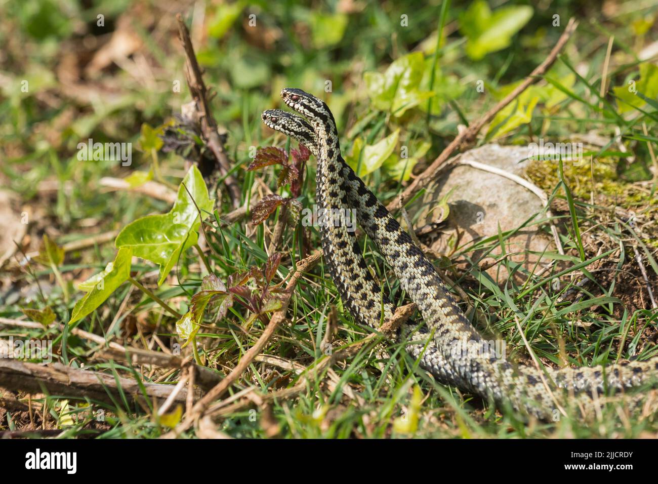 Crossed adder hi-res stock photography and images - Alamy