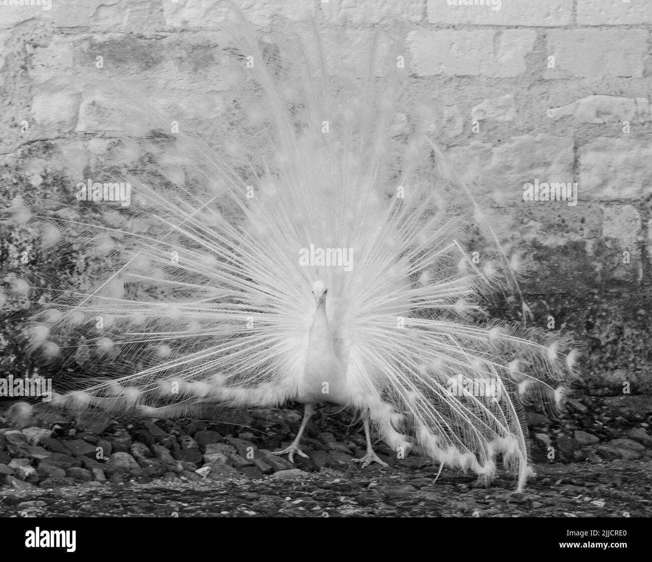 White peacock displaying its feathers as part of a mating ritual, in ...