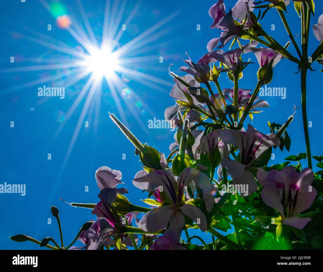 Summer sun image Stock Photo - Alamy