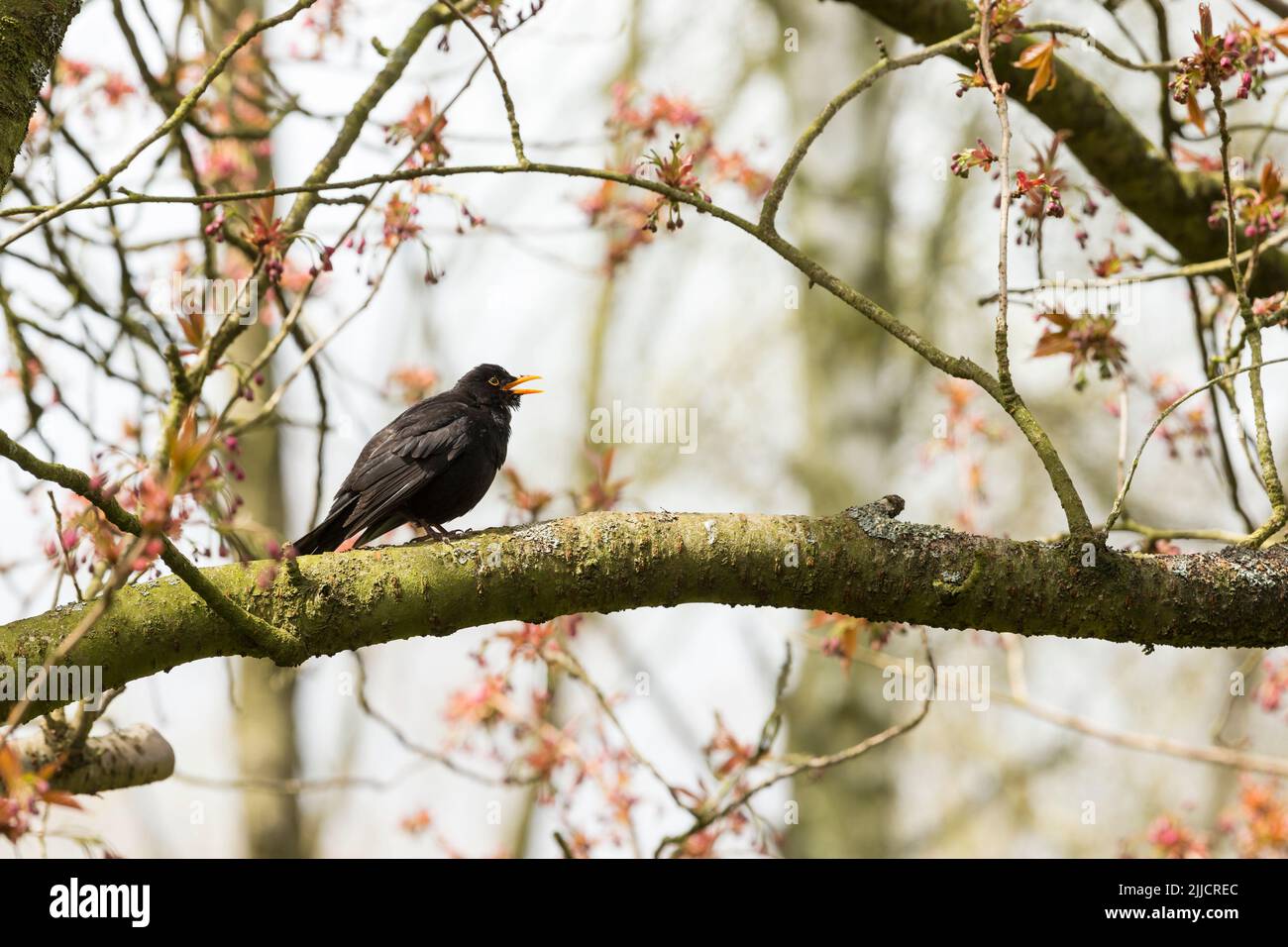 Common blackbird Turdus merula, adult male, perched & singing from ...