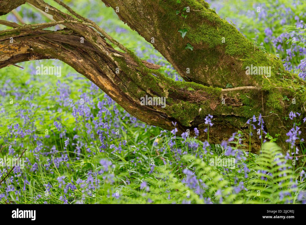 Common bluebell Hyacinthoides non-scripta, amongst ferns and fallen ...