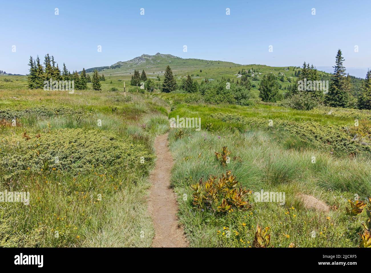 Summer landscape of Vitosha Mountain near Aleko hut, Sofia City Region ...