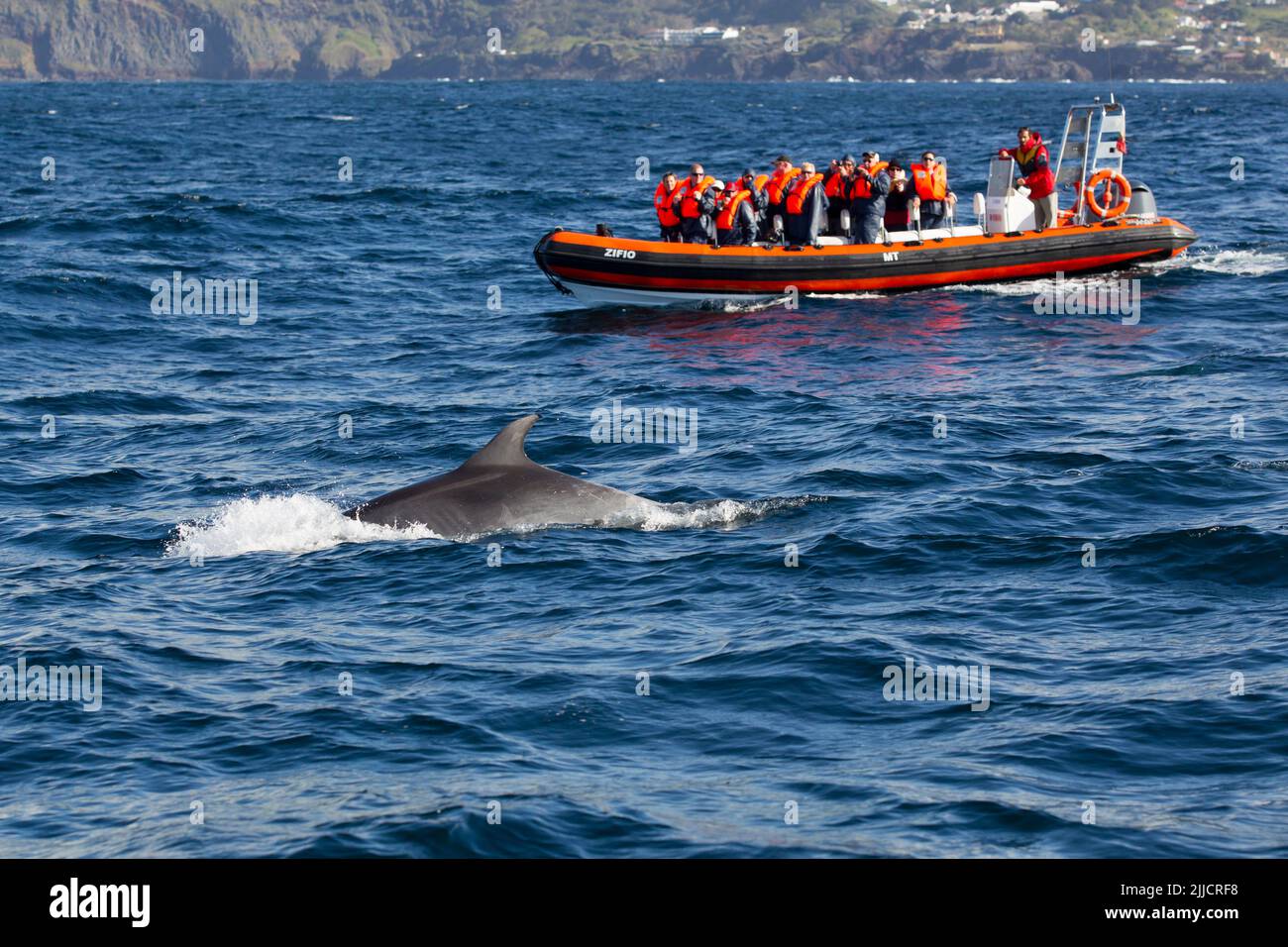 Common bottlenose dolphin Tursiops truncatus, adult, swimming alongside ...
