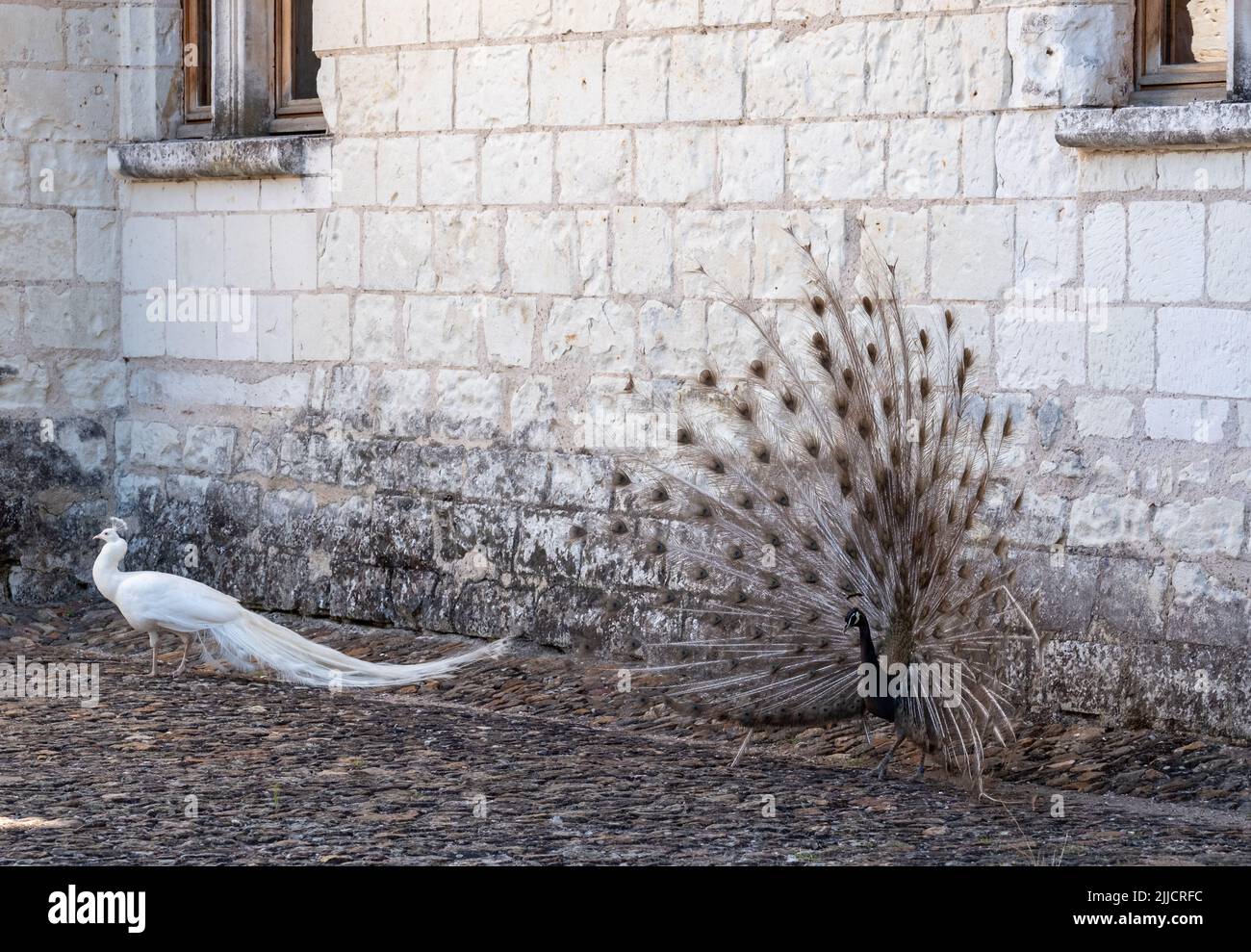 Two peafowl, one a white peahen and the other an opal peacock ...