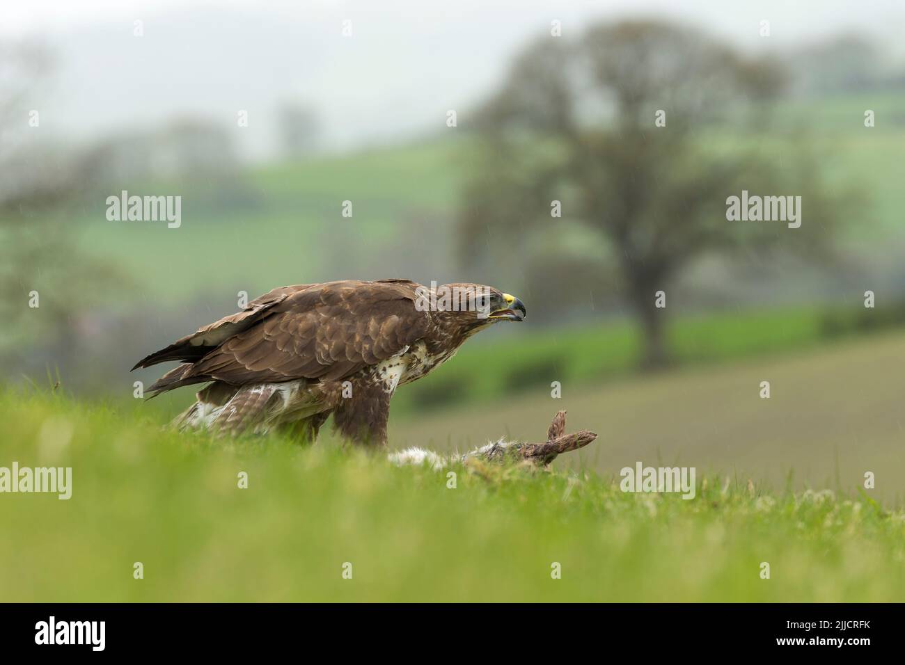 Common buzzard Buteo buteo (captive), feeding on European rabbit ...