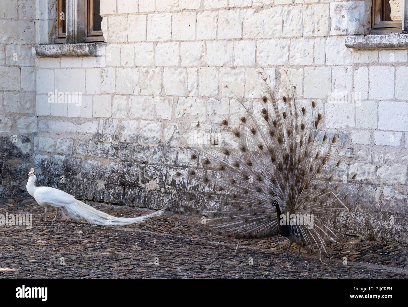 Two peafowl, one a white peahen and the other an opal peacock ...