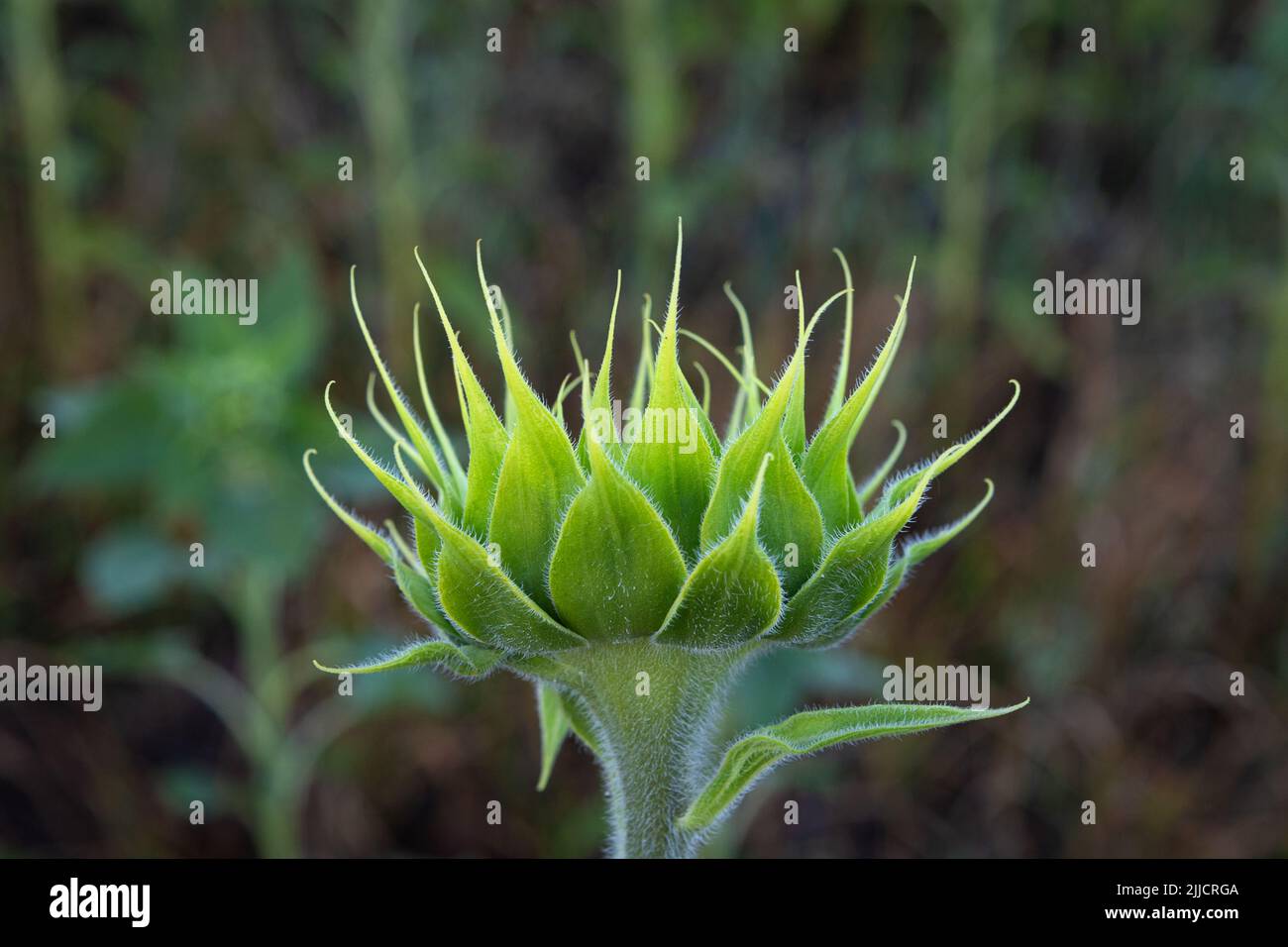 Unopened sunflower hi-res stock photography and images - Alamy