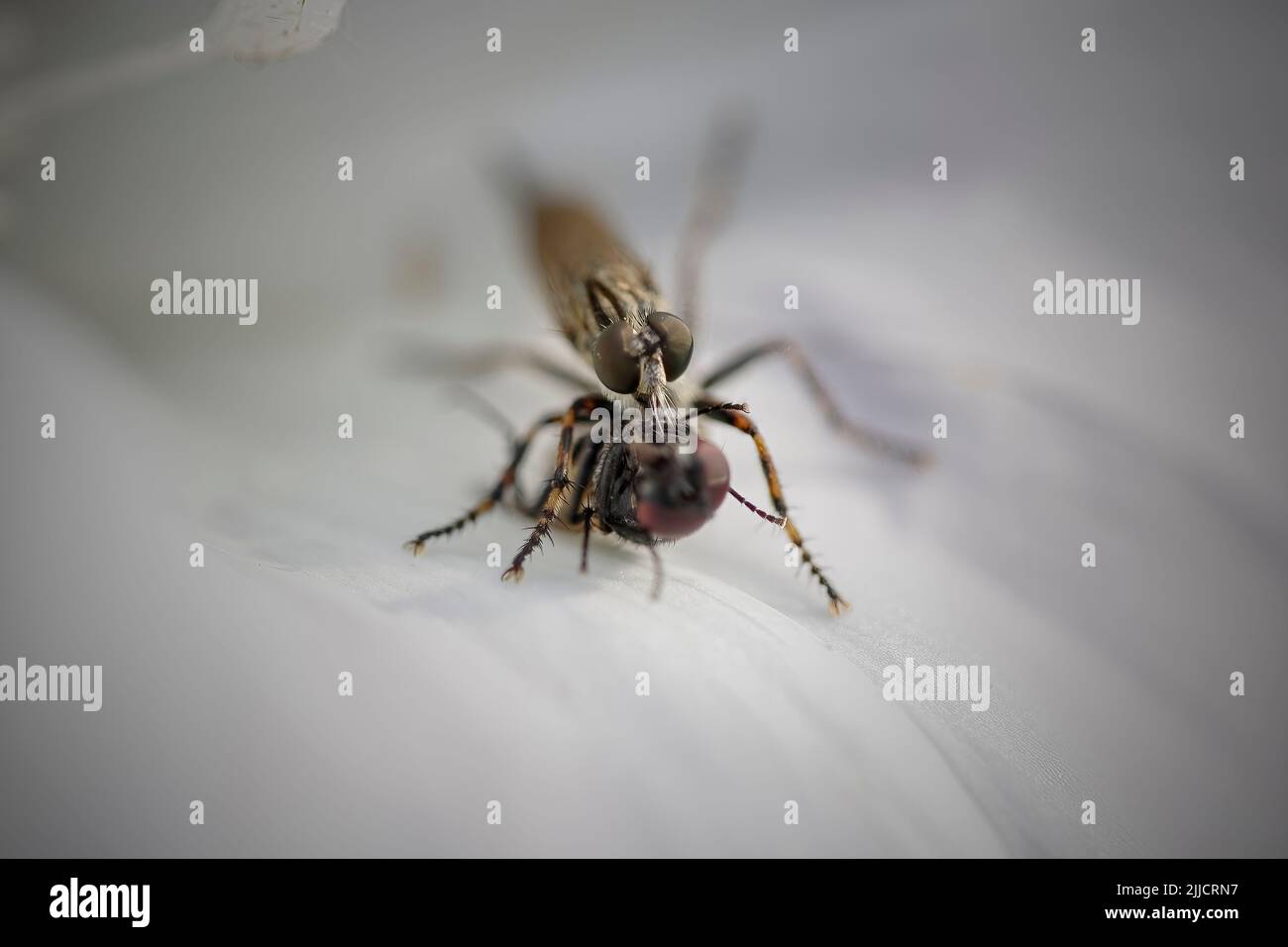 Predator fly with a prey fly that has just been hunted Stock Photo - Alamy