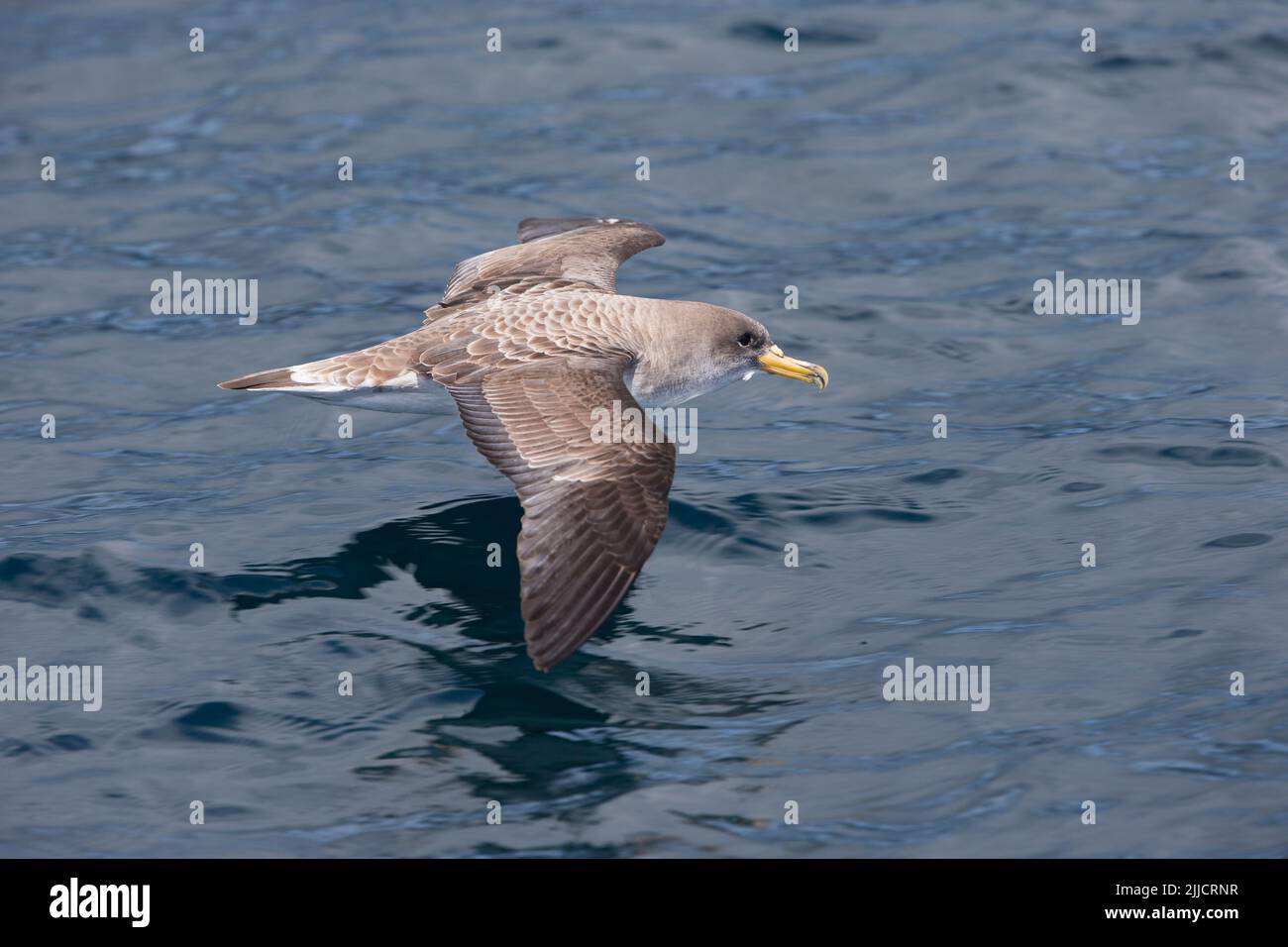 Cory's shearwater Calonectris diomedea, adult, in flight over ocean ...