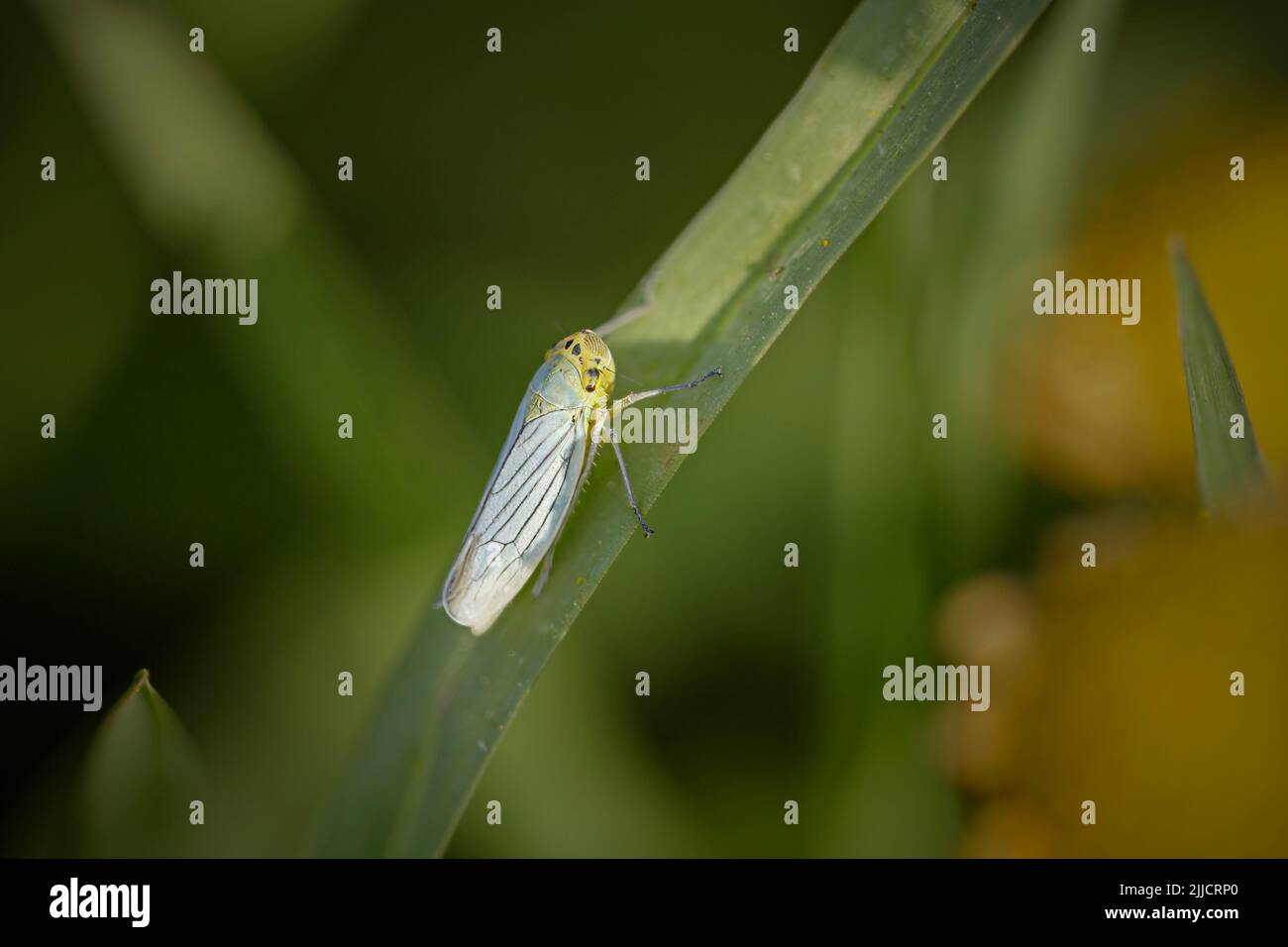 Very small yellow and blue cicada from a northern portuguese meadow ...