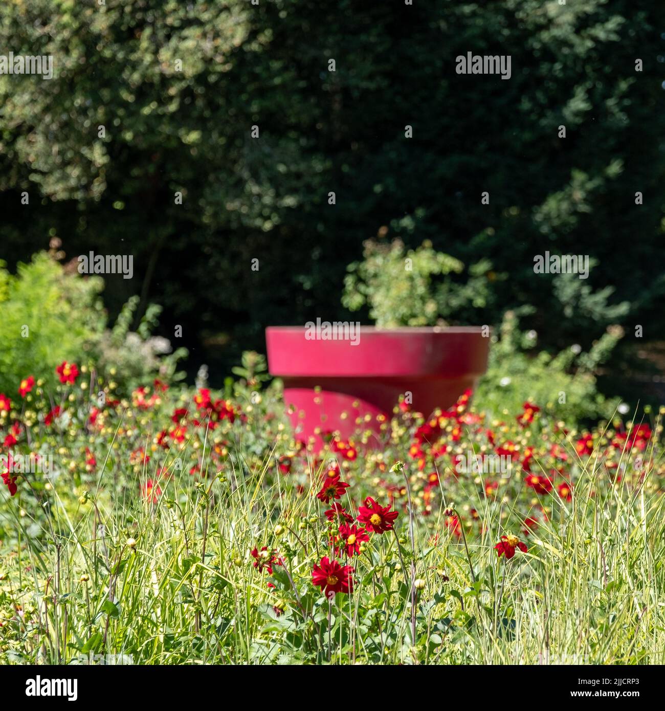 Red wild flowers grow amongst long grass around a giant red ornamental ...