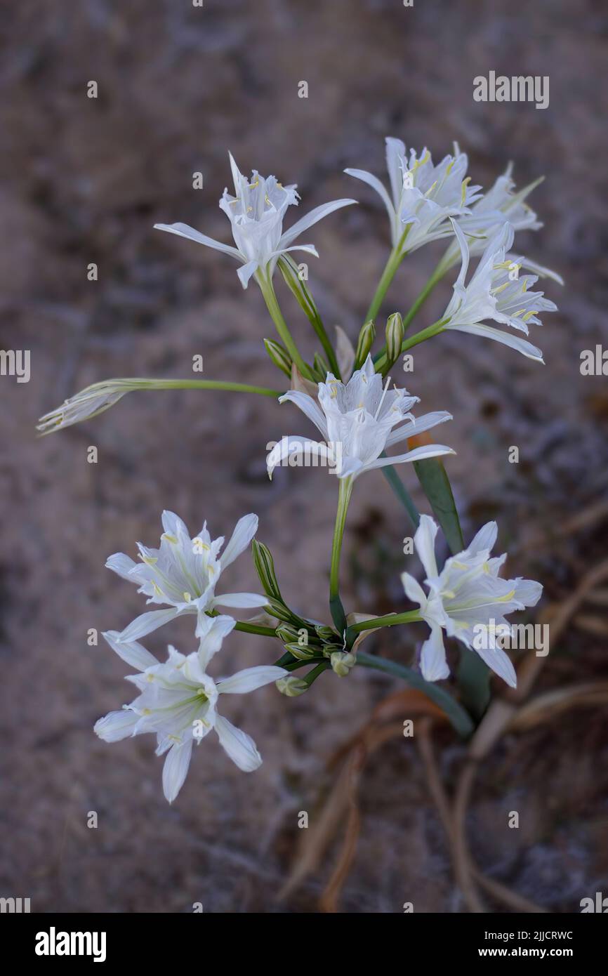 Wild white lilies in a northern portuguese sand dune at dusk. Shallow ...