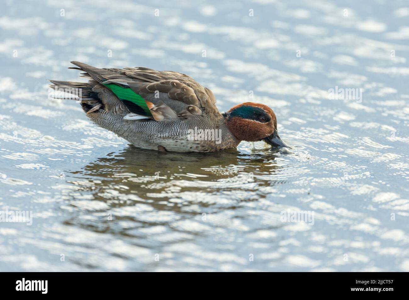 Eurasian teal Anas crecca, male, foraging in shallow lagoon, Brownsea ...