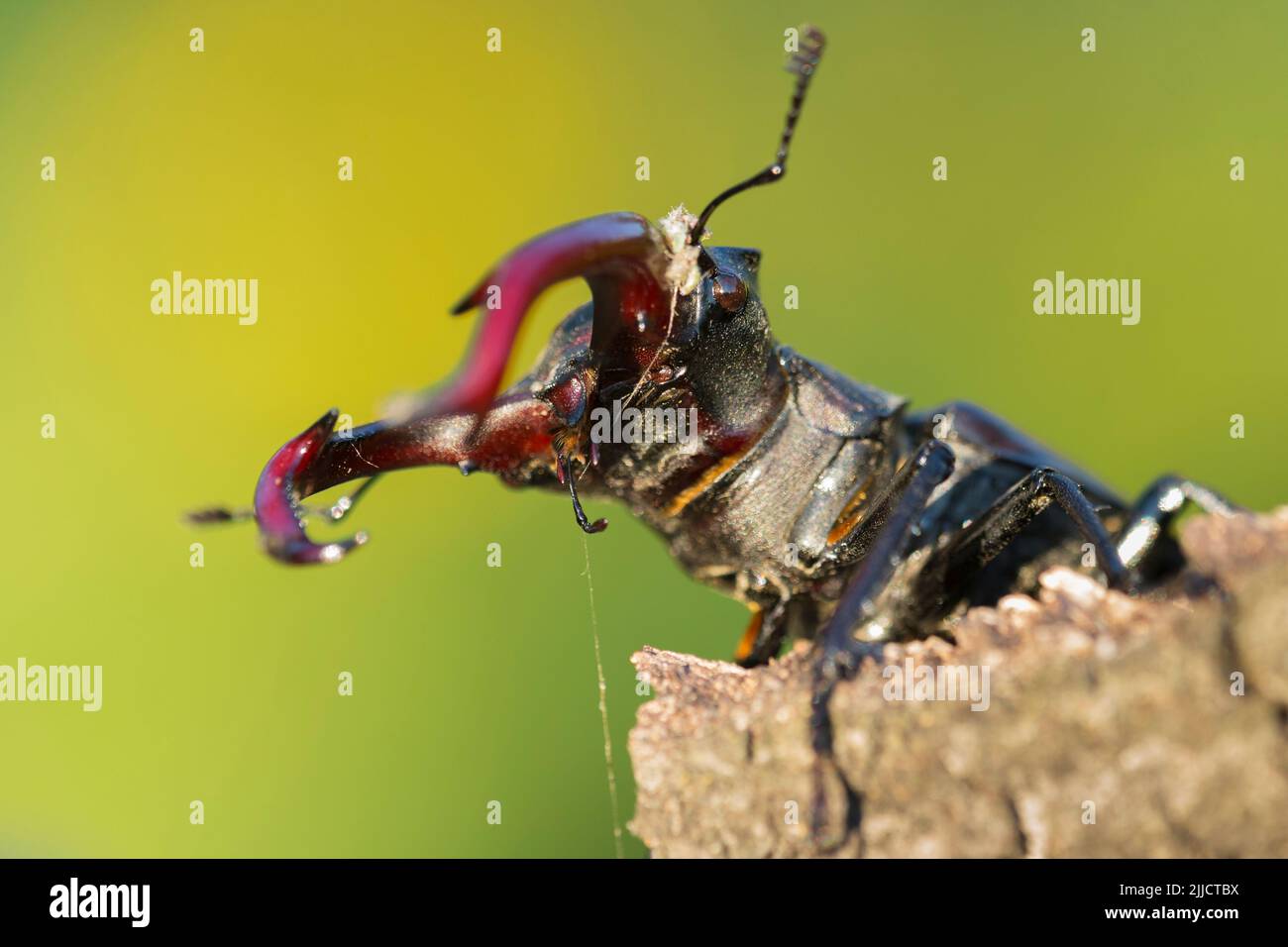 European stag beetle Lucanus cervus, male perched on log, Farm Lator ...