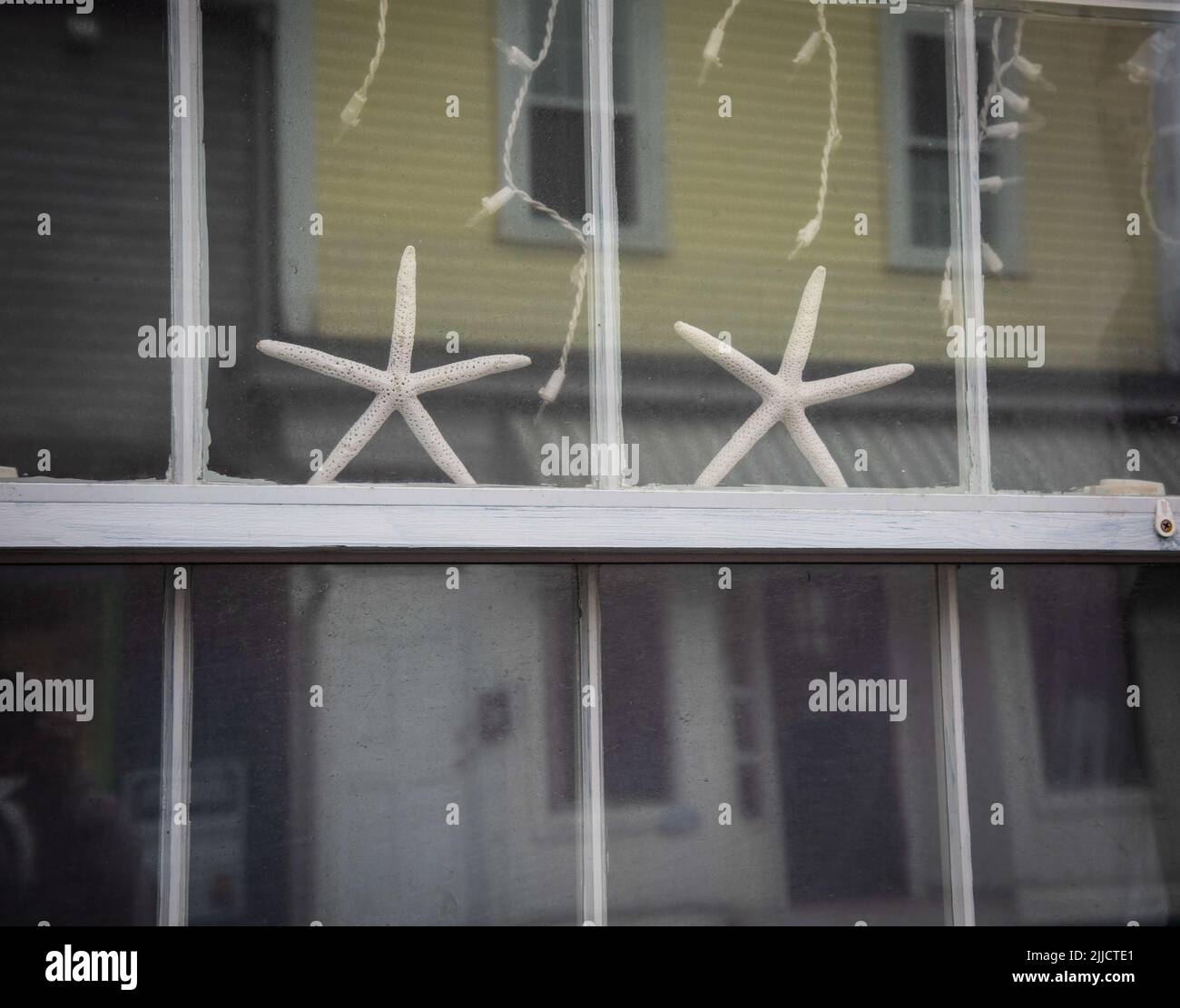 Duo of starfish hi-res stock photography and images - Alamy