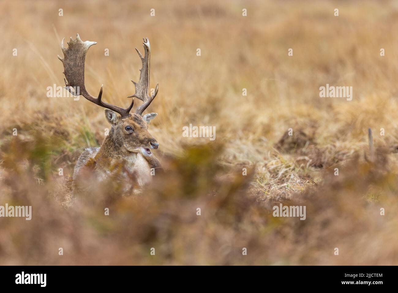 Dama medieval hi-res stock photography and images - Alamy