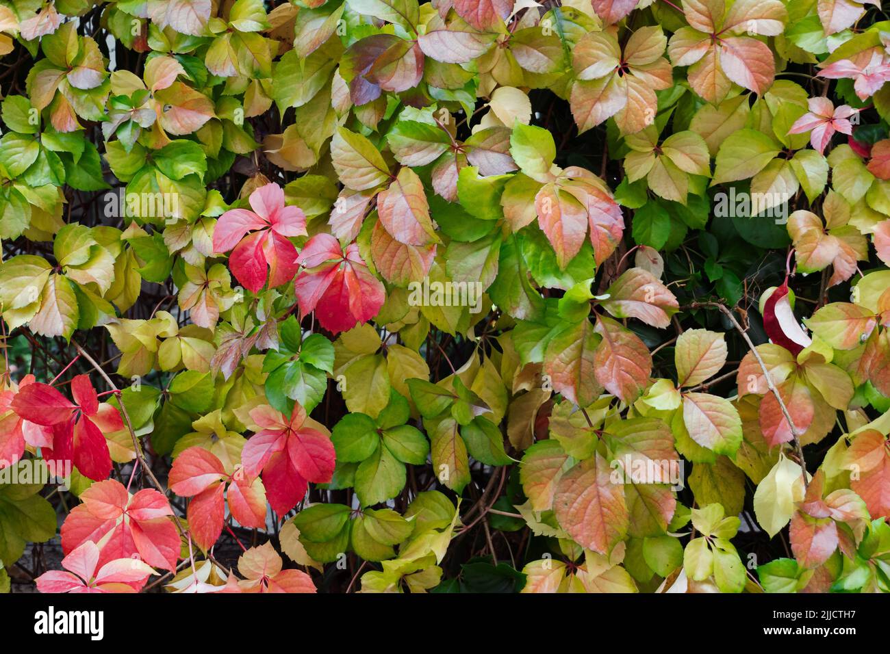 Virginia creeper (Parthenocissus quinquefolia, Victoria creeper, five ...