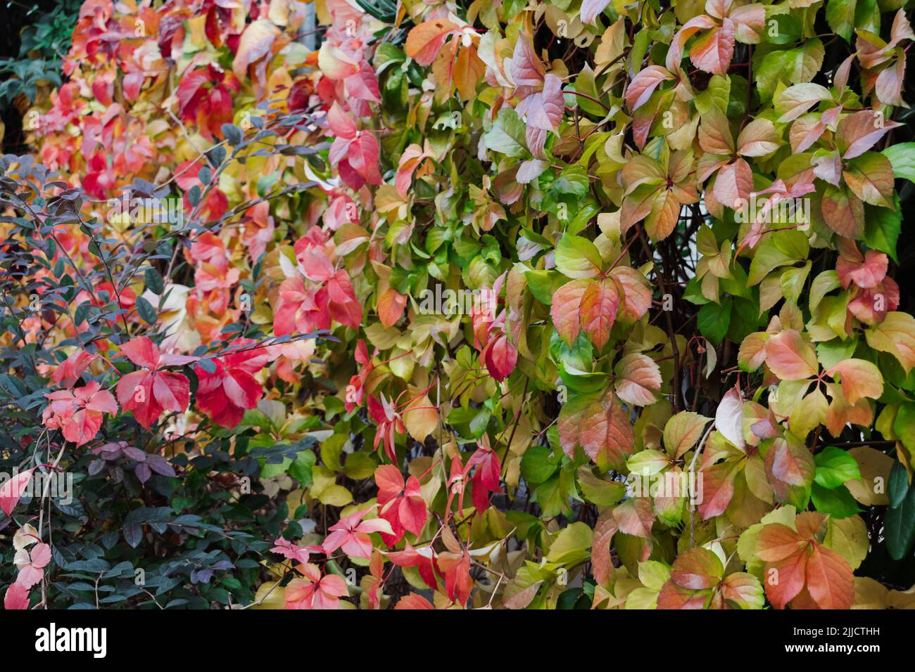 Virginia creeper (Parthenocissus quinquefolia, Victoria creeper, five ...