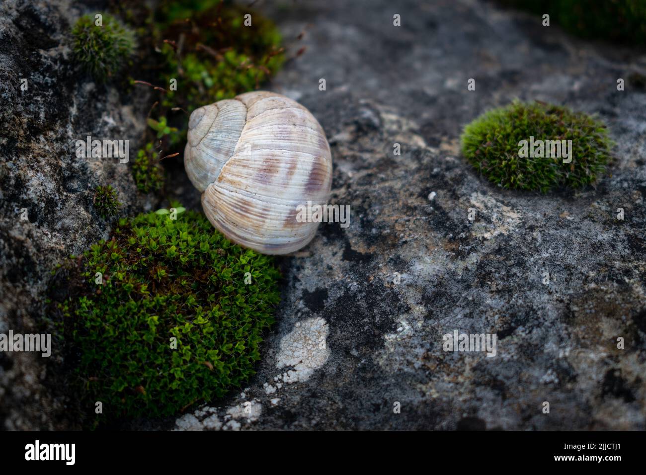Snail shell in natural environment Stock Photo - Alamy