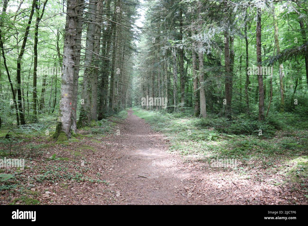 A narrow trail in a forest surrounded by pine trees on both sides Stock ...