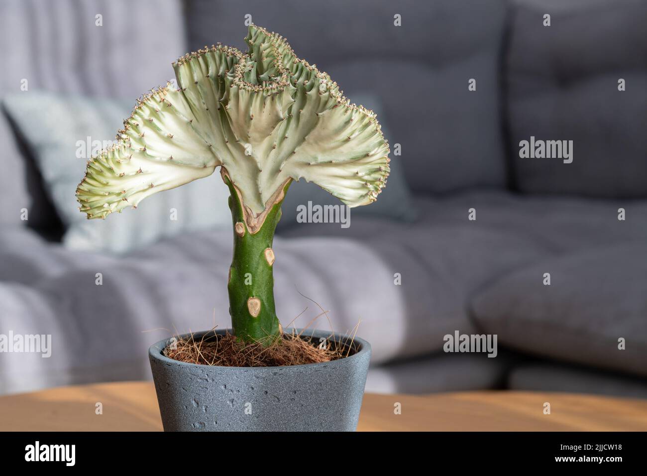 Coral cactus (Euphorbia lactea Cristata, mermaid tail) plant Stock ...