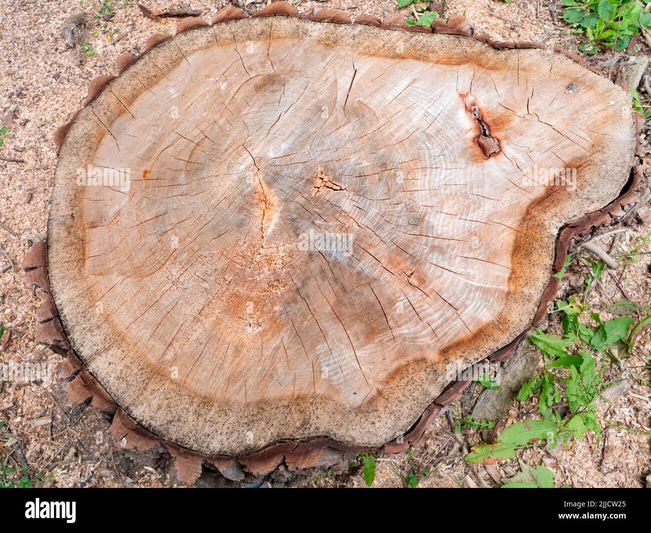 Cross section dead wood hi-res stock photography and images - Alamy
