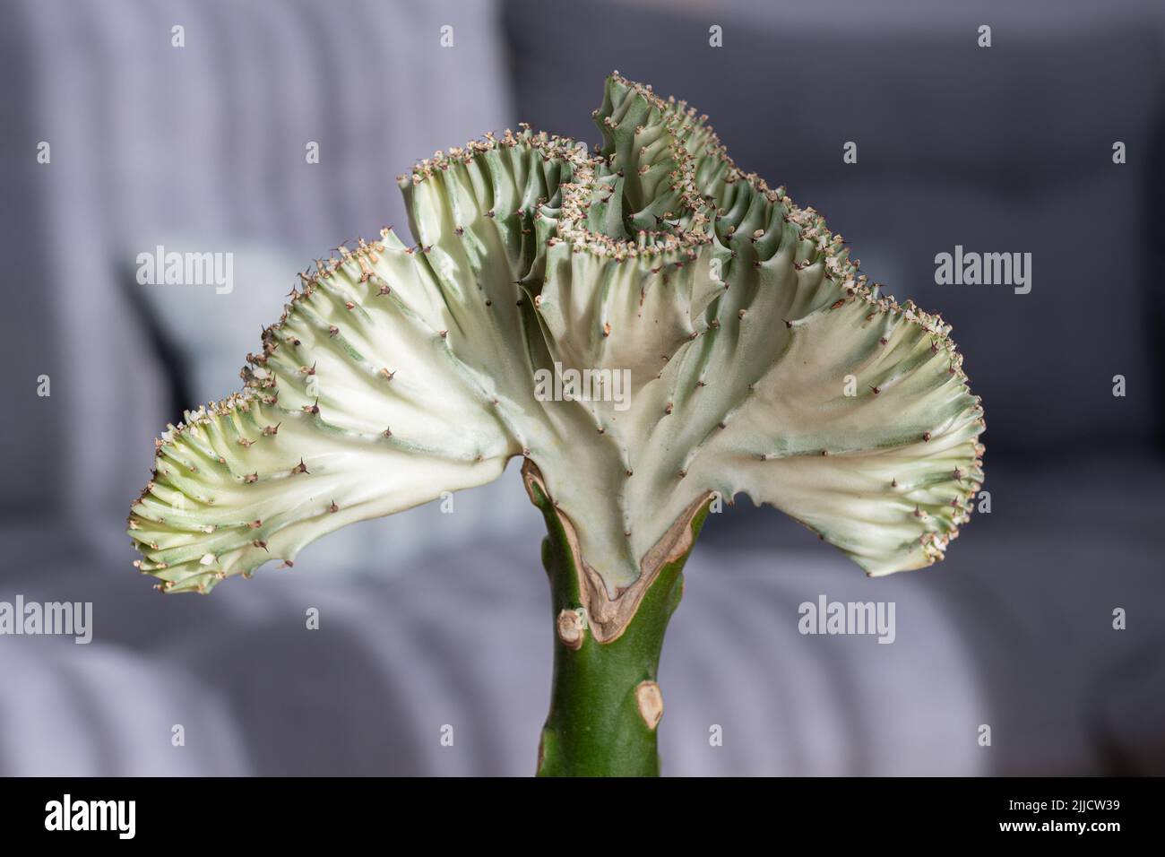Coral cactus (Euphorbia lactea Cristata, mermaid tail) plant detail ...