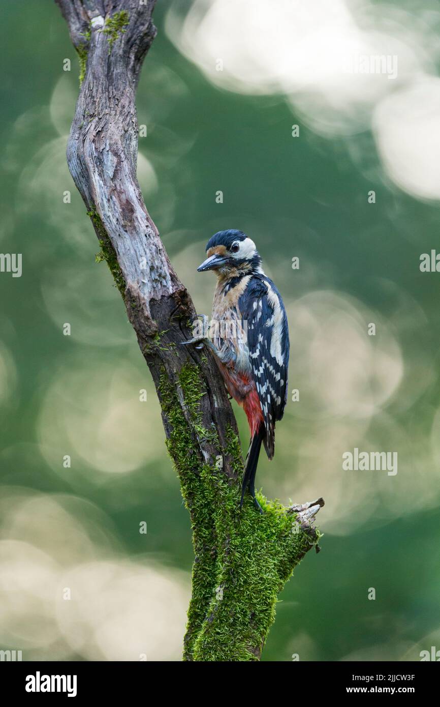 Great spotted woodpecker Dendrocopus major, male perched on branch ...