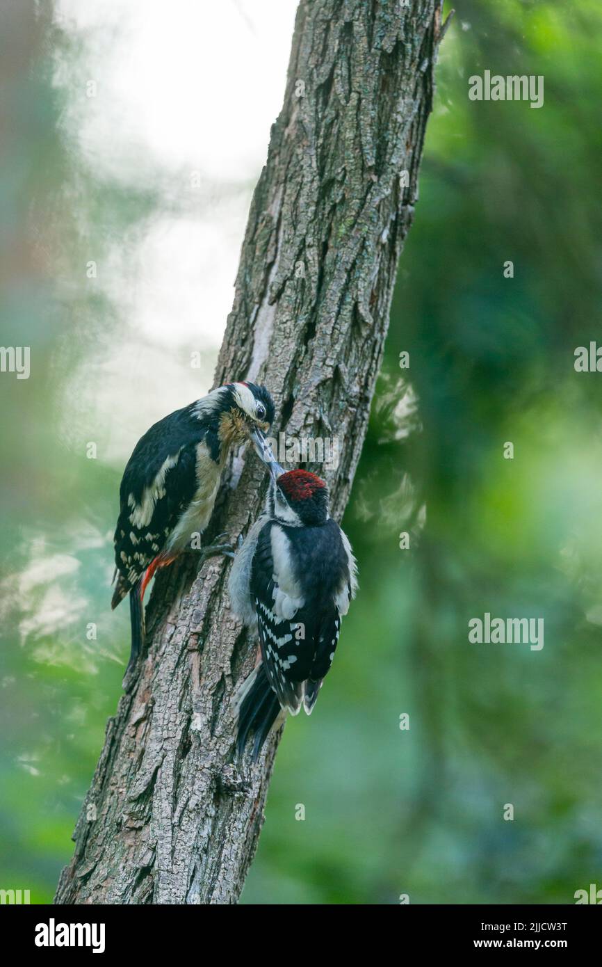 Great spotted woodpecker Dendrocopus major, adult male feeding juvenile ...