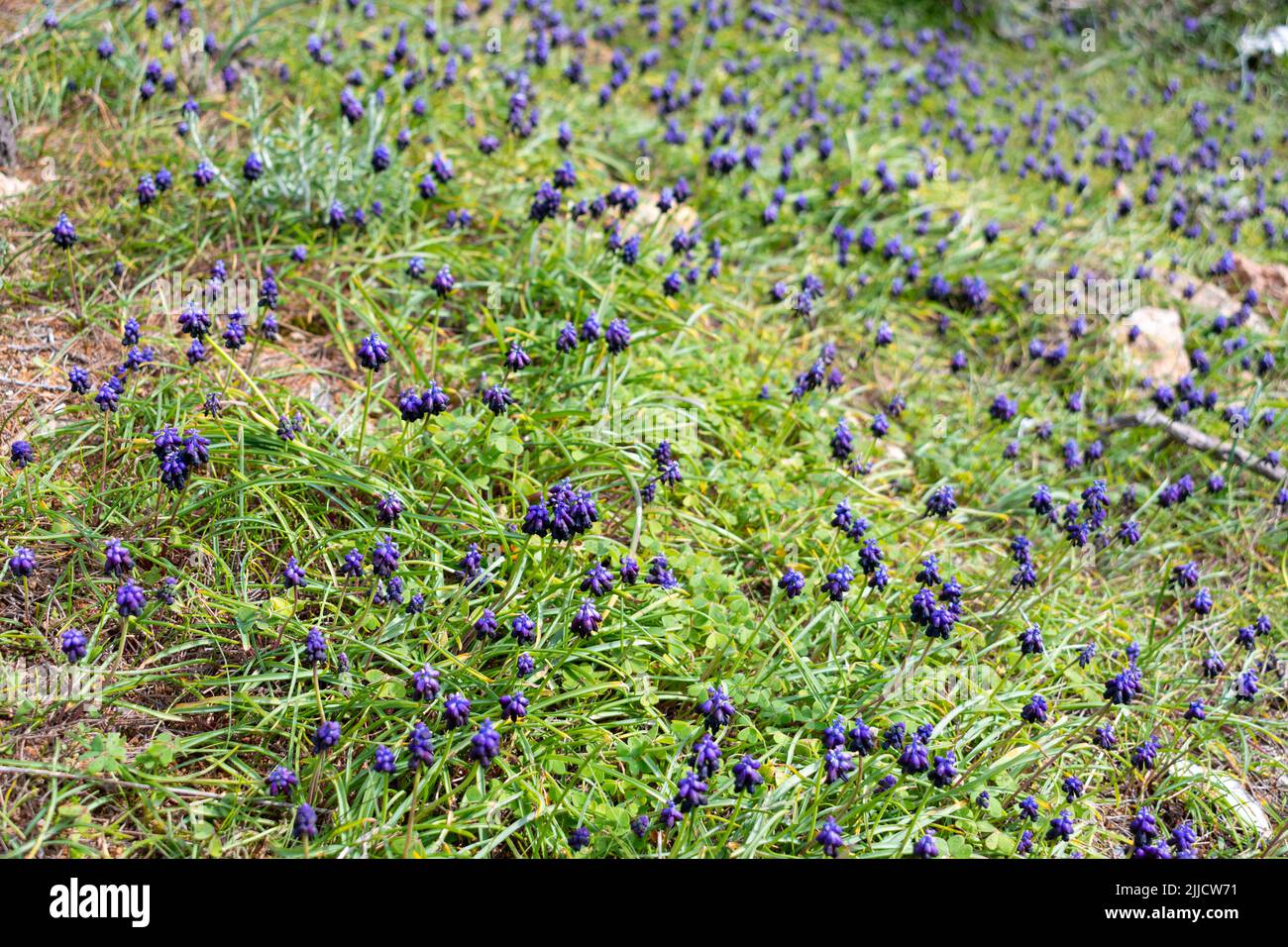Muscari commutatum (Dark Grape Hyacinth) flowers Stock Photo - Alamy