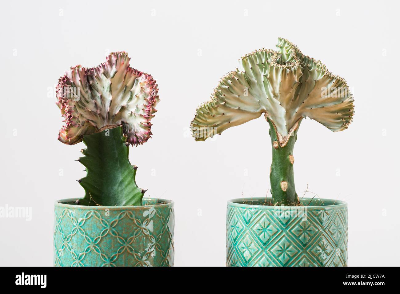 Coral cactus (Euphorbia lactea Cristata, mermaid tail) plants against ...