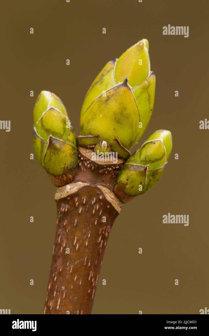 Horse chestnut Aesculus hippocastanum, buds, Middleton Lakes ...