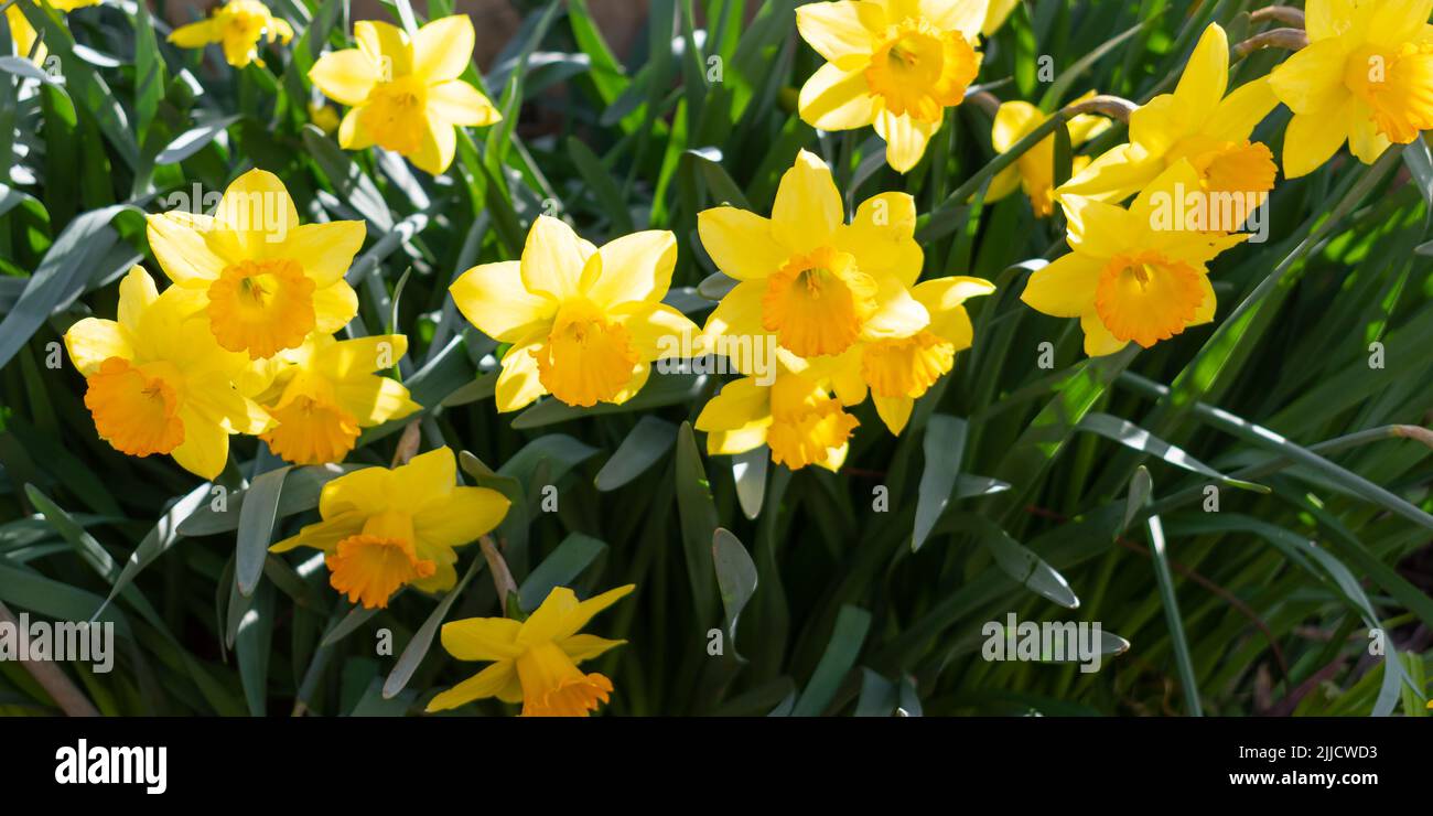 Narcissus Fortune (Large cupped Daffodil) flowers Stock Photo - Alamy