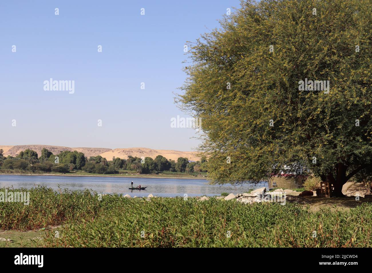 green acacia tree on the easternn bank of the nile in Aswan city, Egypt ...