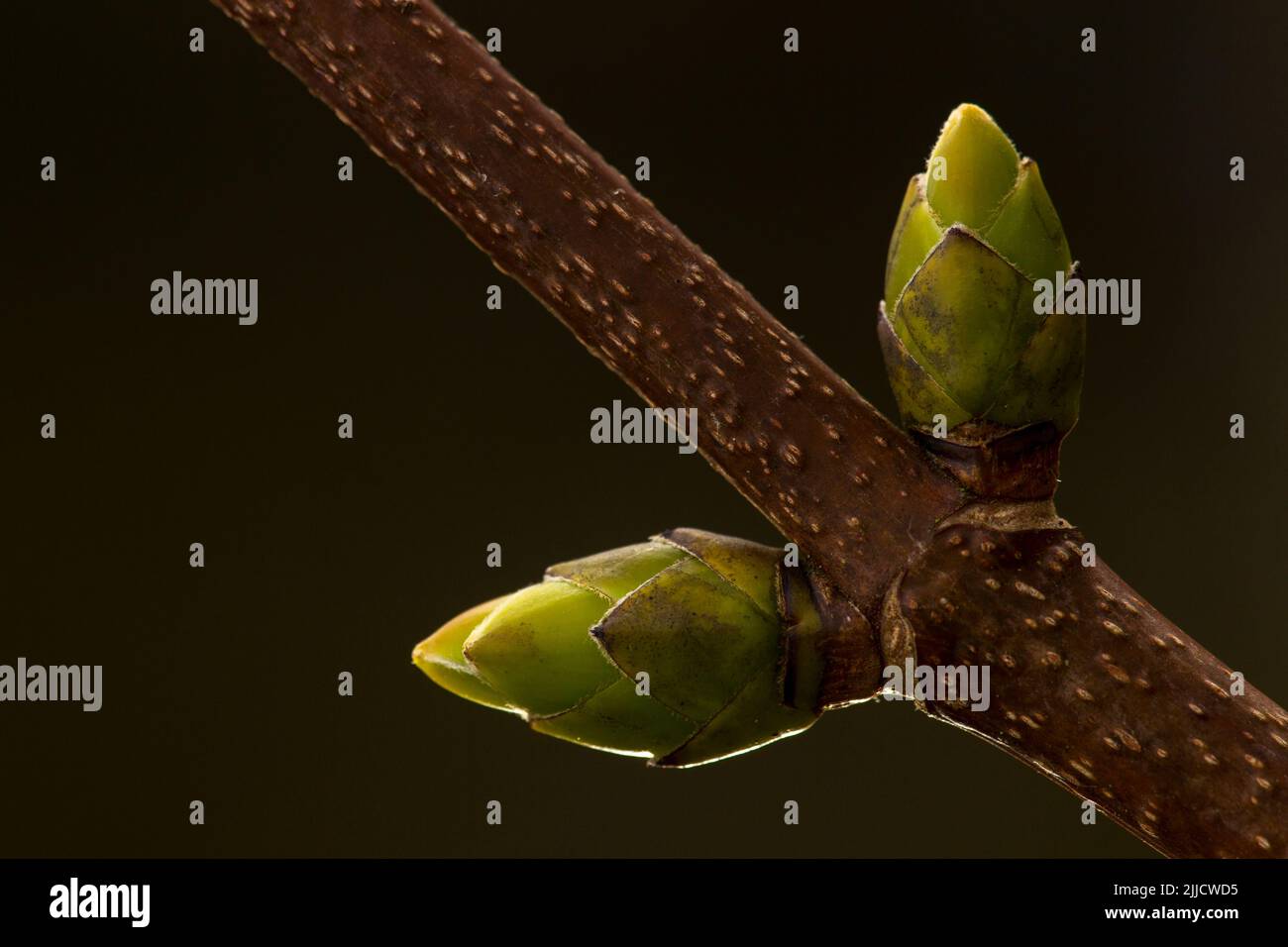 Horse chestnut Aesculus hippocastanum, buds, Middleton Lakes ...