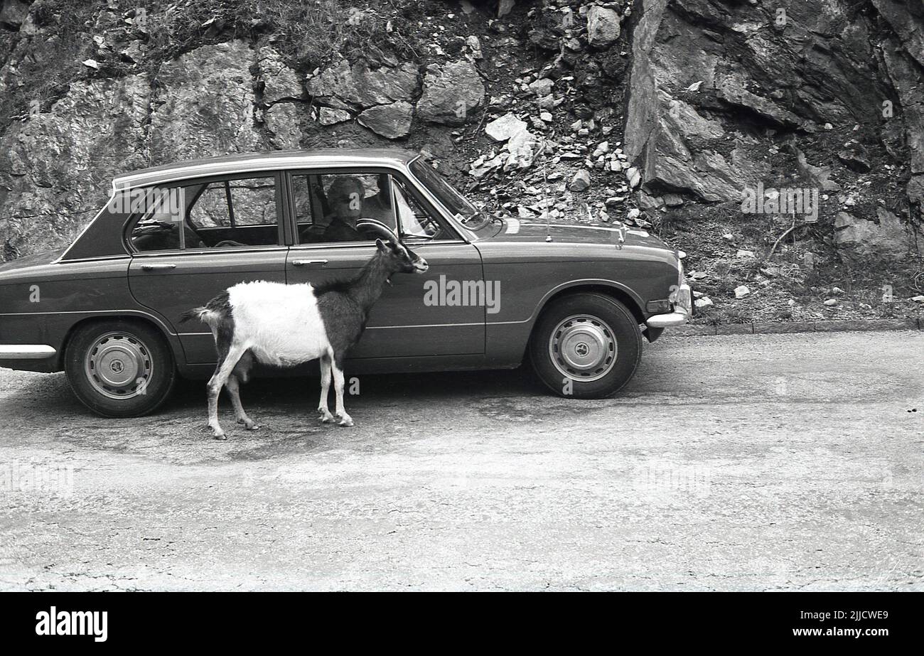 1970s, historical, meeting a mountain goat on a road on the high ground ...