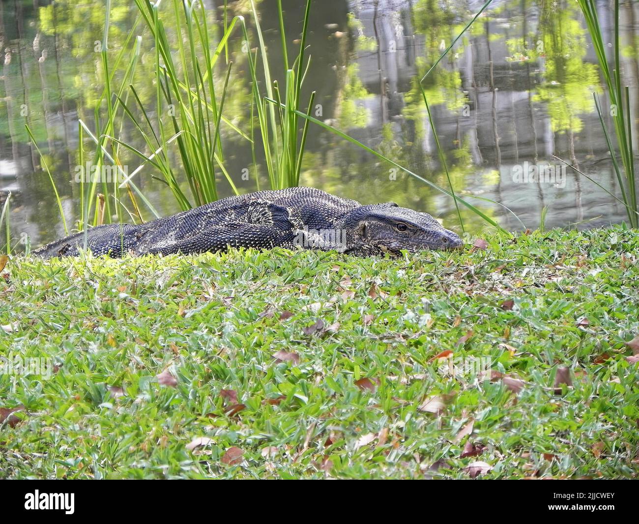 An Asian water monitor lying on the grass with a wetland in the ...