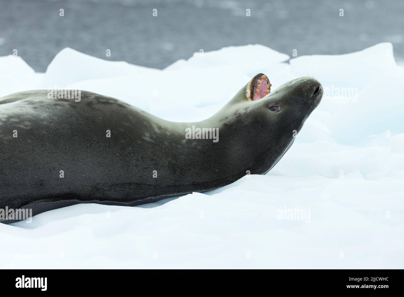 Leopard seal teeth hi-res stock photography and images - Alamy
