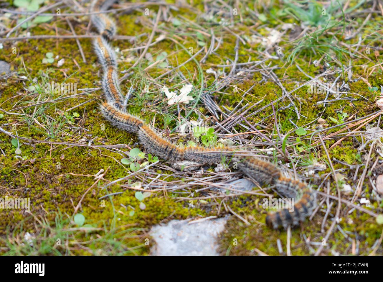Pine processionary (Thaumetopoea pityocampa) caterpillars Stock Photo ...