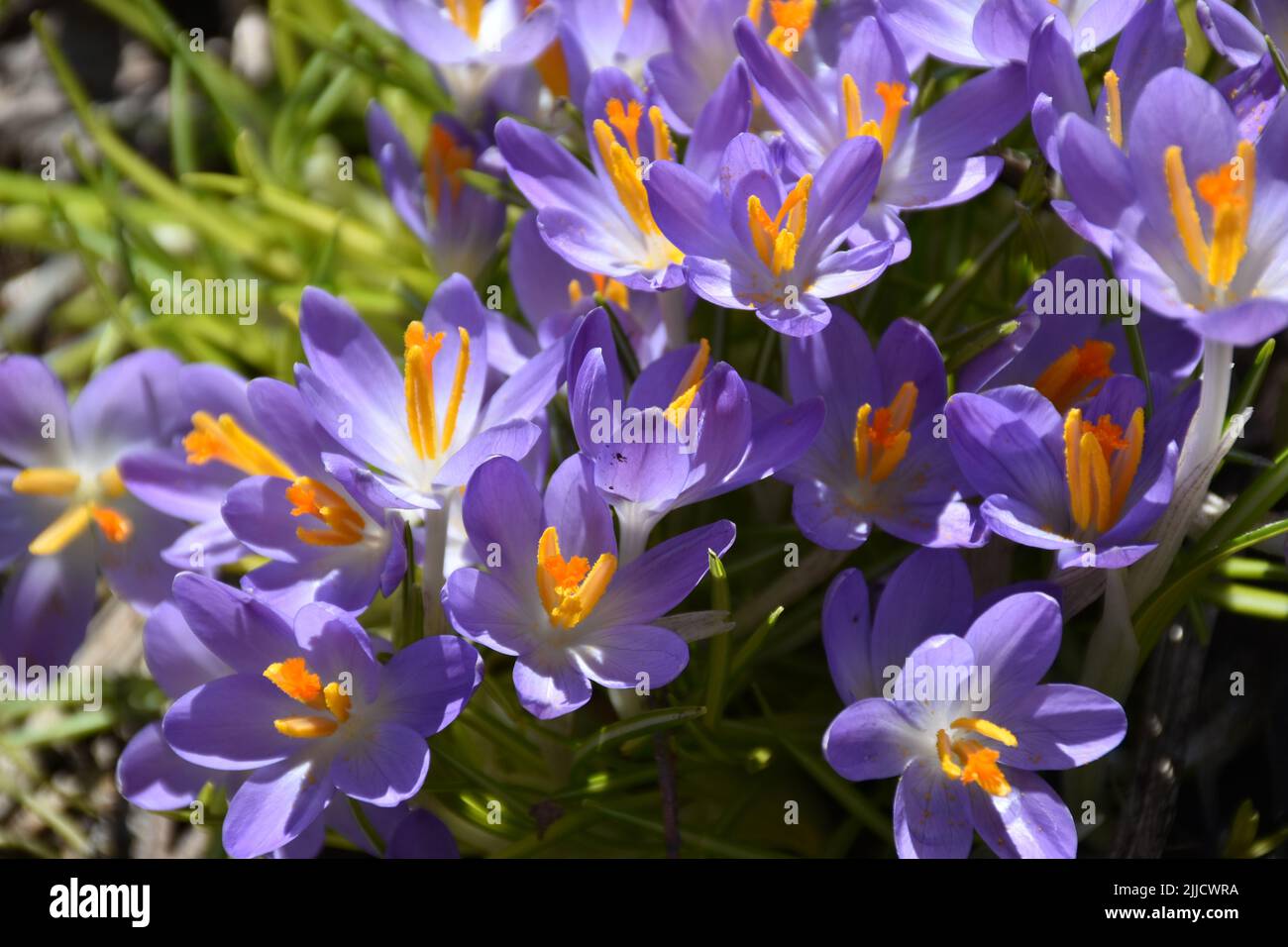 The first crocus flowers in spring, Sainte-Apolline, Quebec, Canada Stock Photo - Alamy