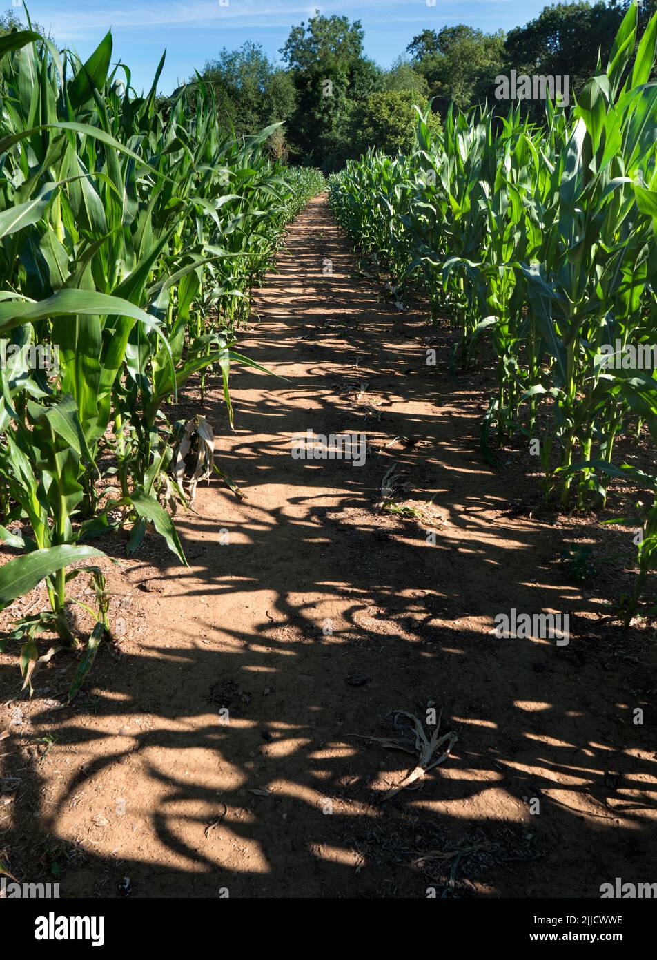 Maize in not a common crop in Oxfordshire. But here is a field of the ...