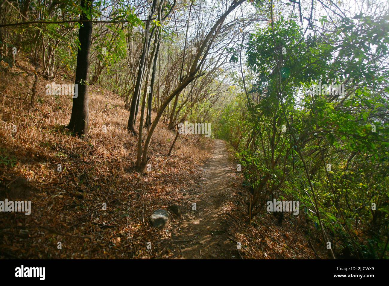Pathway in the forest hi-res stock photography and images - Alamy