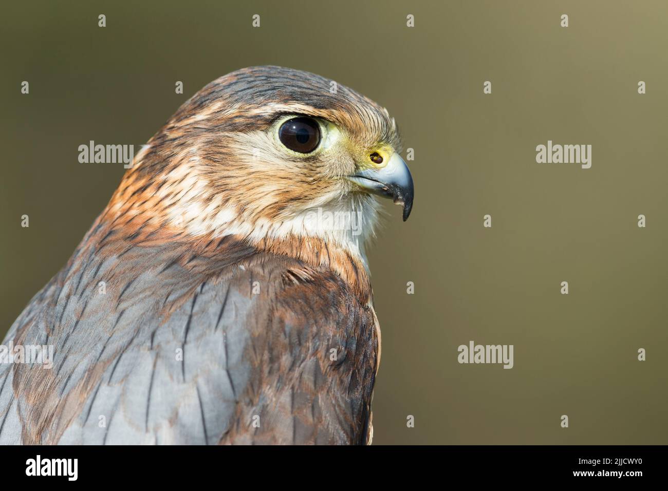 Merln Falco columbarius (captive), immature male, profile shot, Hawk ...