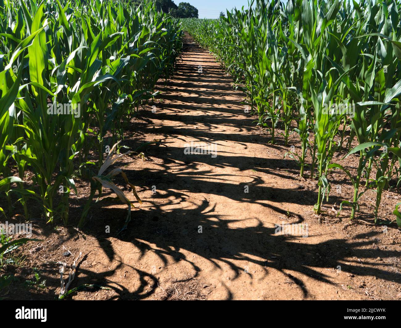 Maize in not a common crop in Oxfordshire. But here is a field of the ...
