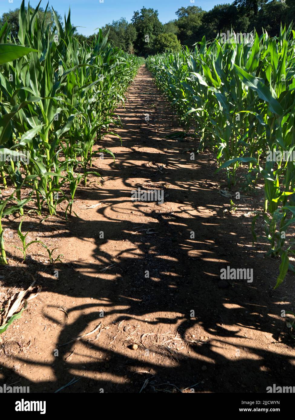 Maize in not a common crop in Oxfordshire. But here is a field of the ...