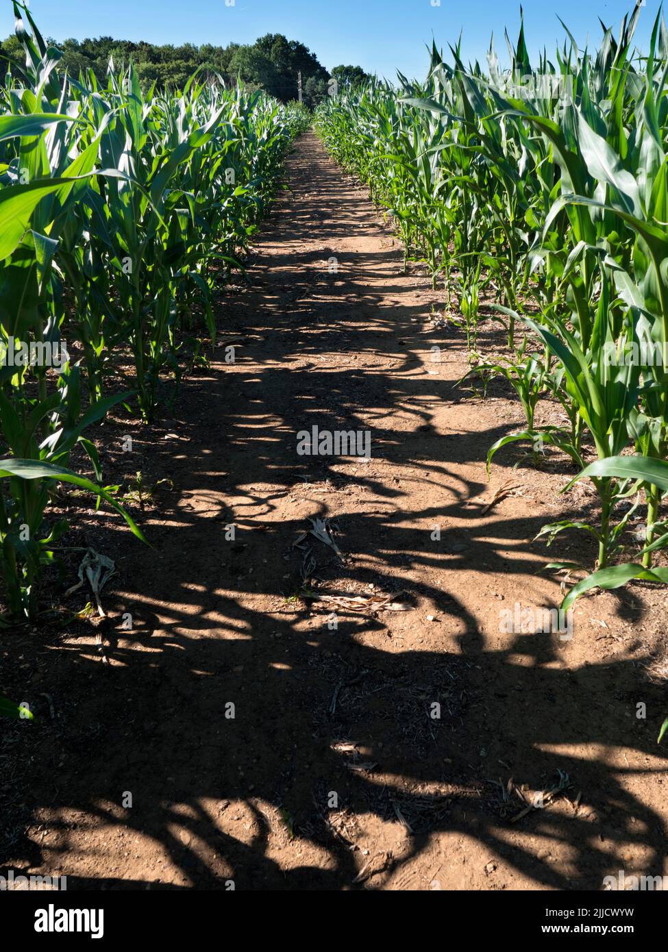 Maize in not a common crop in Oxfordshire. But here is a field of the ...