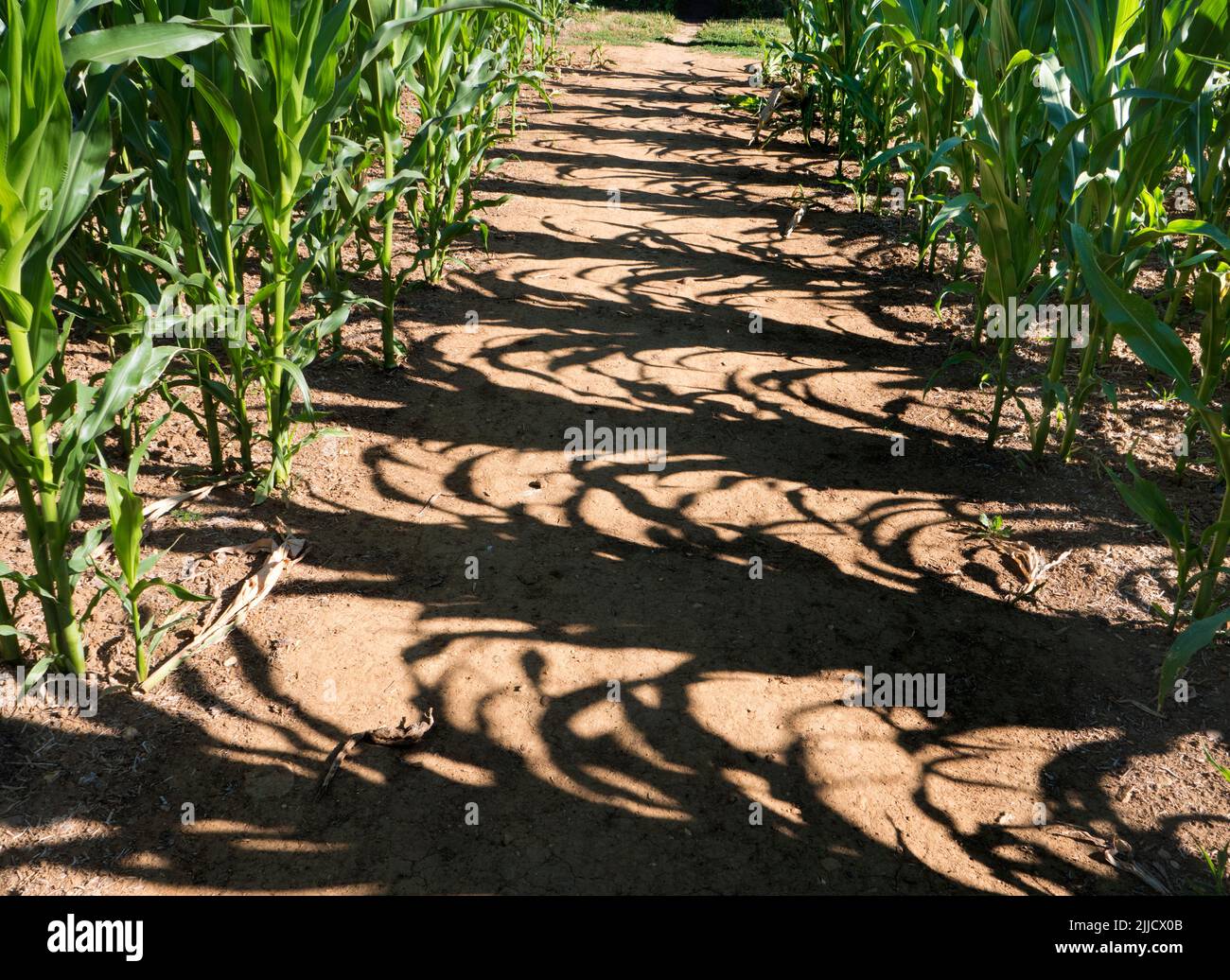 Maize in not a common crop in Oxfordshire. But here is a field of the ...