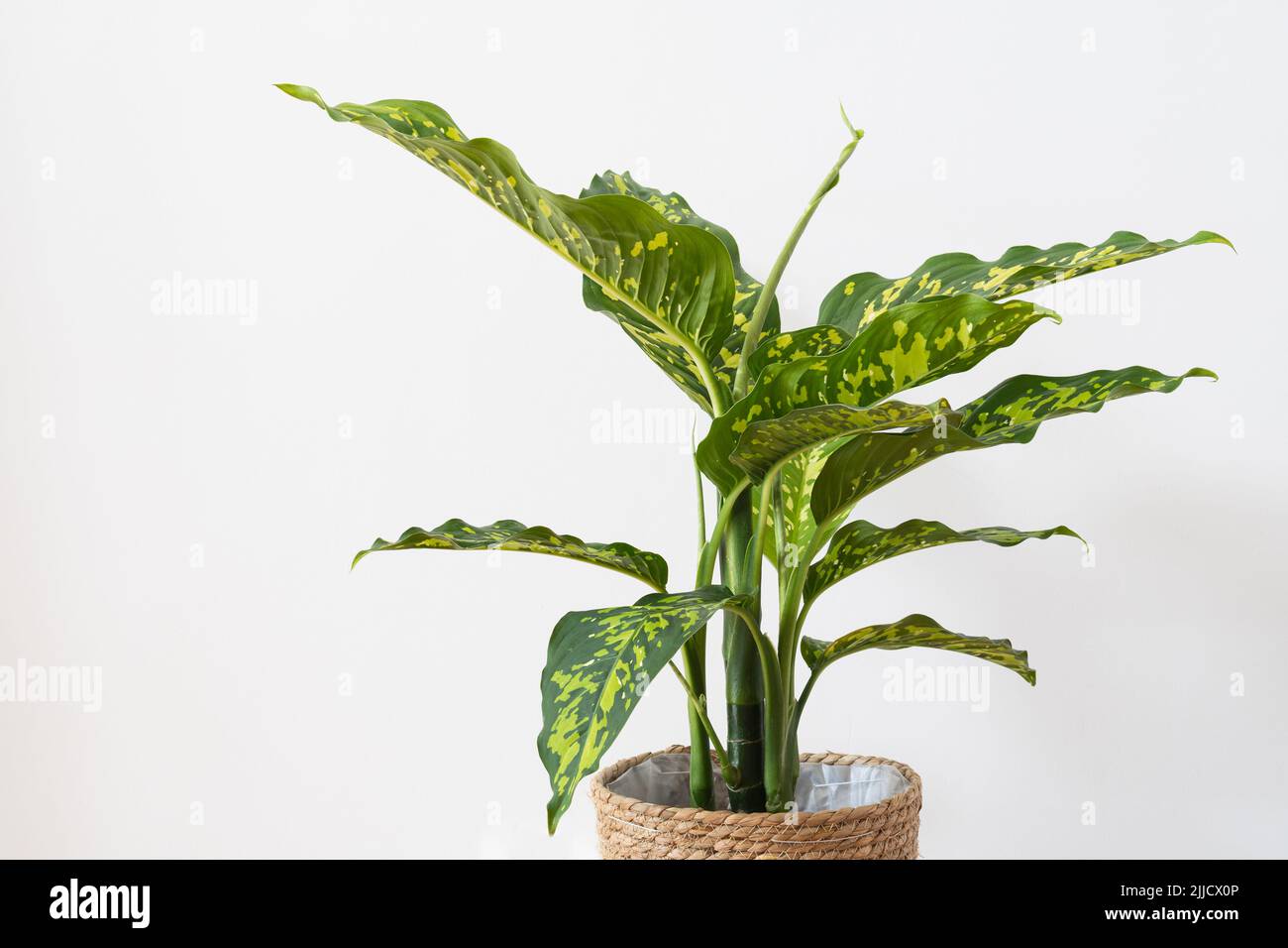 Dieffenbachia (dumb cane) Seguine Cheetah variegated plant Stock Photo ...