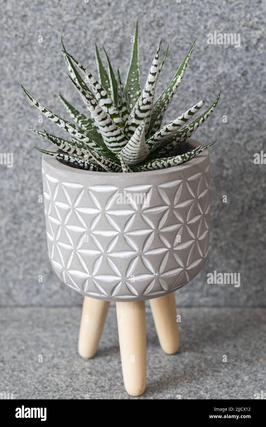 Haworthia fasciata alba (albino, wide zebra) succulent with bright ...