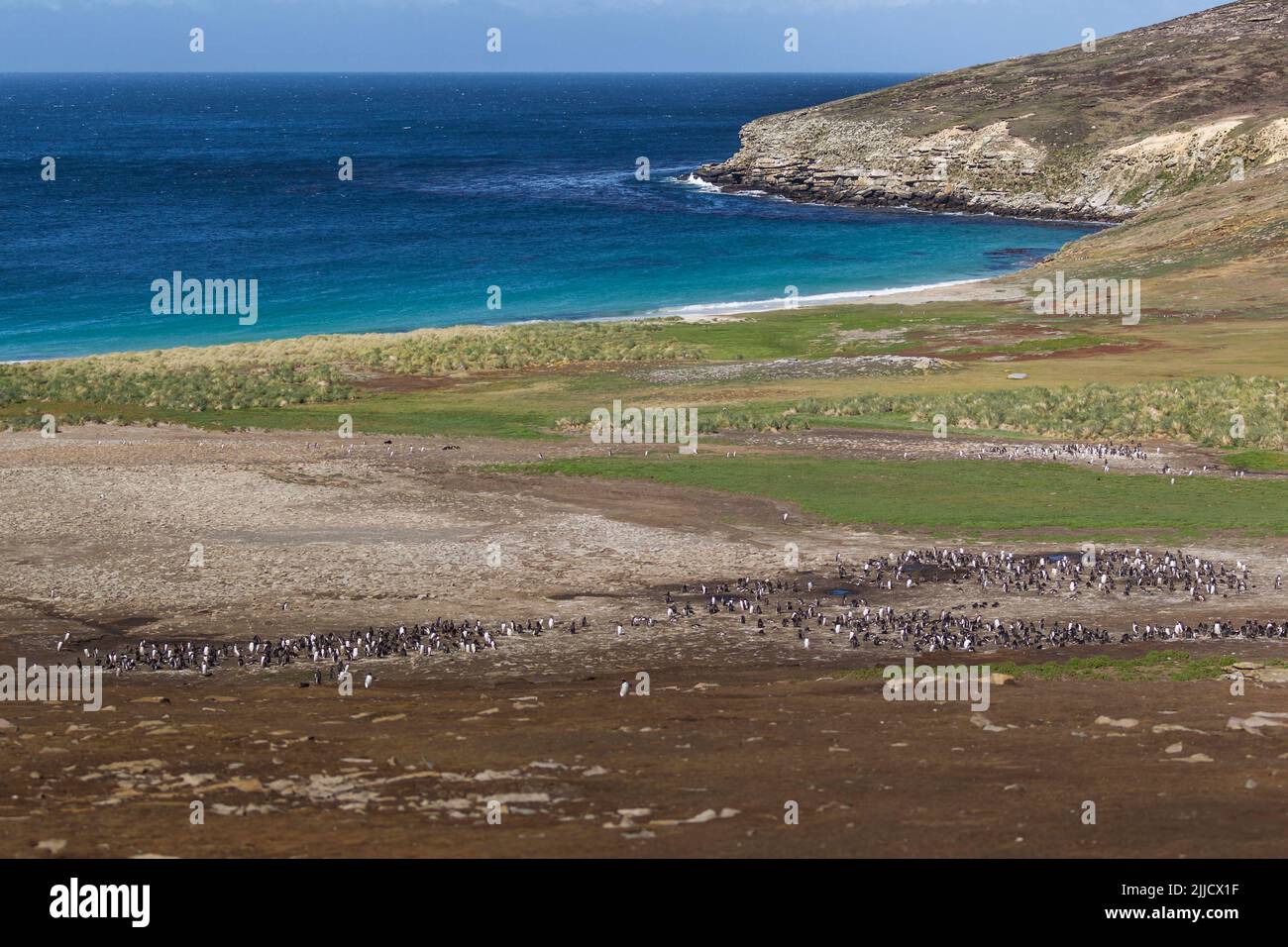 Landscape view of penguins rookeries, Bold Hill, Barnard Passage, New ...